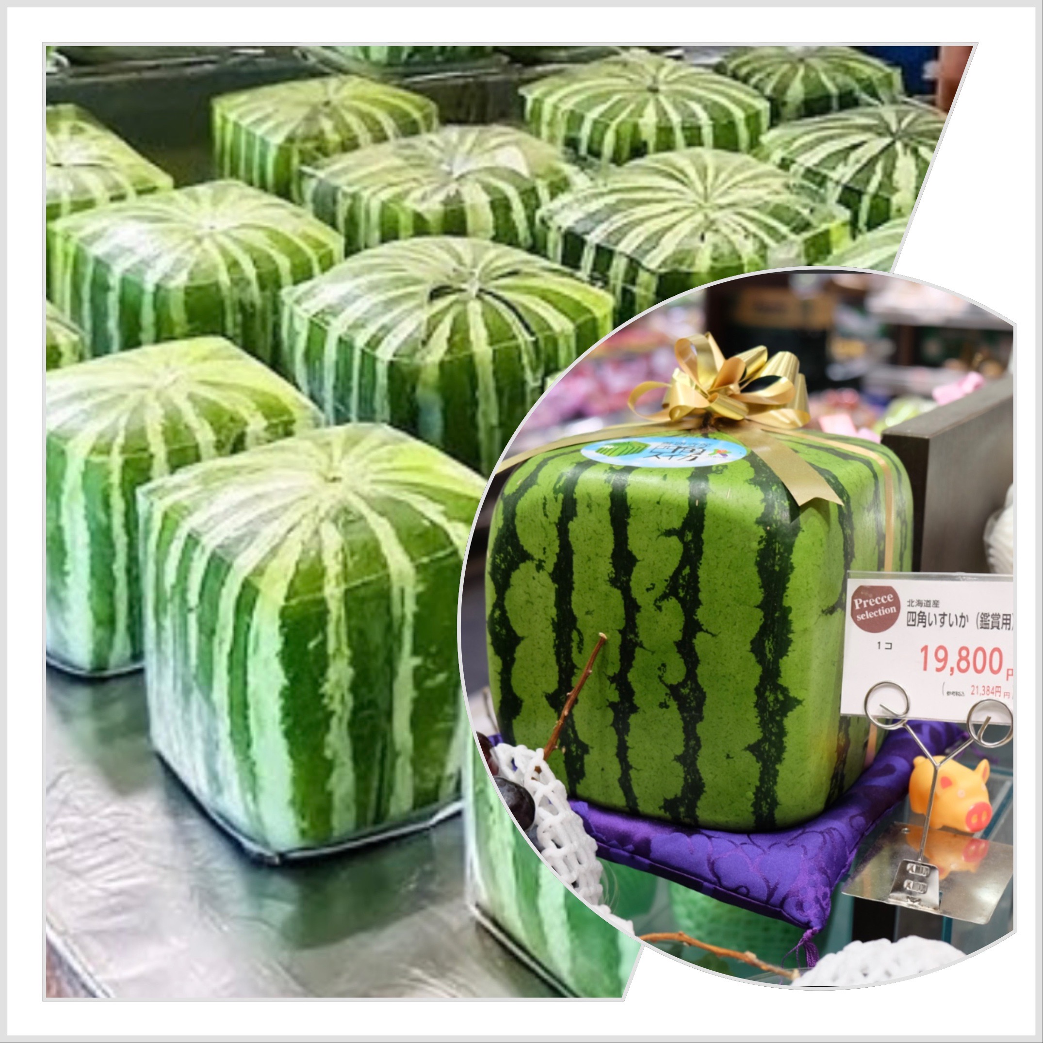 方形西瓜 Cube Watermelons – Ayïma 阿儀瑪